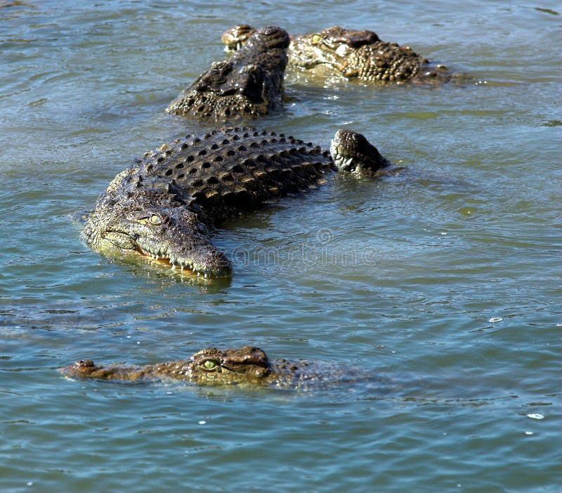 Nile Crocodile Waiting For Prey Stock Image - Image of river, common ...