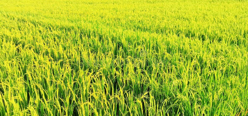 Waiting for the Rice Harvest Stock Photo - Image of waiting, animal ...