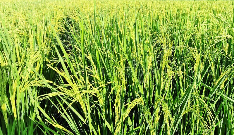 Waiting for Rice Harvest Time Stock Photo - Image of time, animal ...