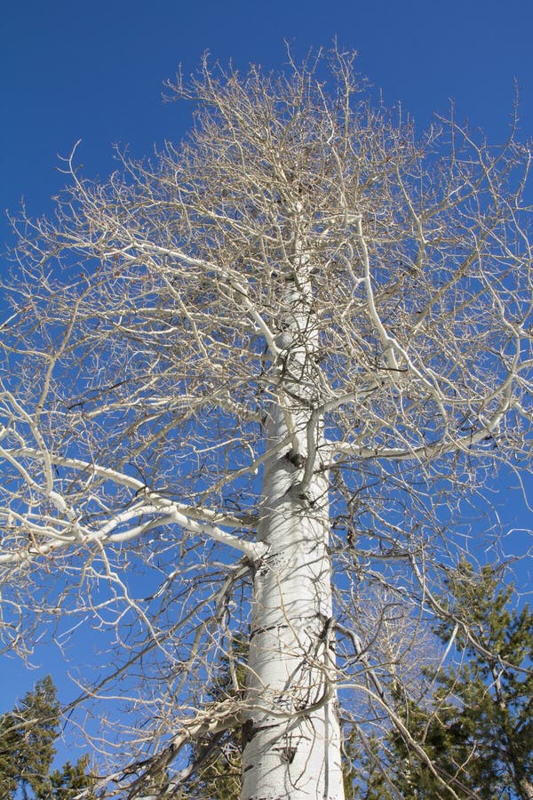 Waiting for spring stock image. Image of blue, spring - 28725721