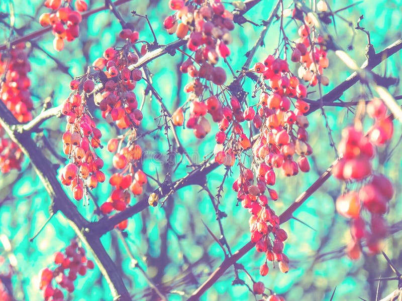 Waiting for the spring.. stock image. Image of fresh - 85577577