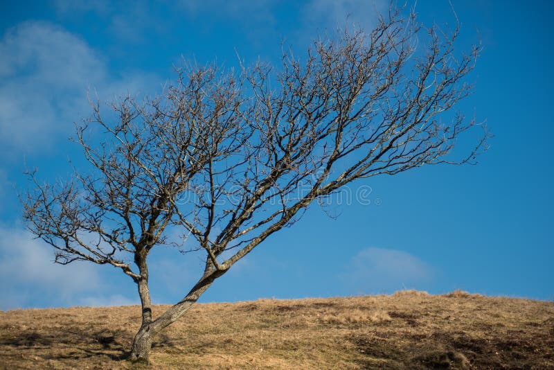 Waiting for spring stock photo. Image of nature, deciduous - 95515766