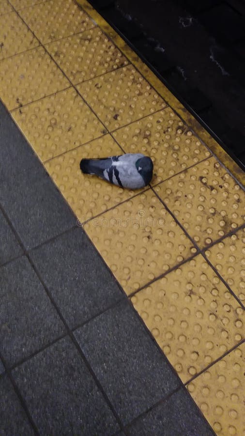 Pigeon Subway Stock Photos - Free & Royalty-Free Stock Photos from ...