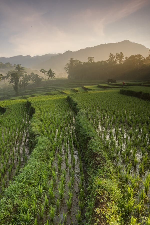 Waiting for the Sun To Rise in the Rice Fields of Jombok, Ngantang ...