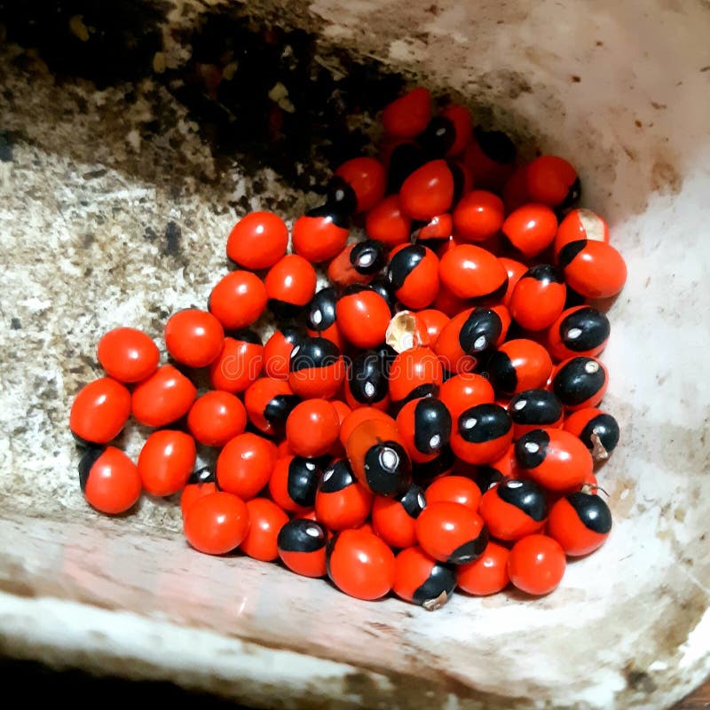 Saga Seeds stock image. Image of beach, waiting, bali - 203220559