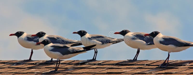 Waiting for the sunset stock photo. Image of laridae - 42268312