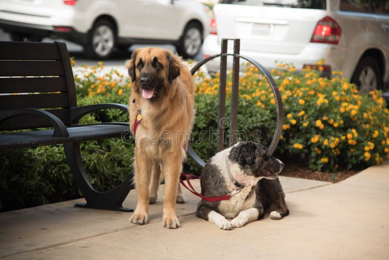 Waiting for their human stock photo. Image of eyes, flowers - 90534210