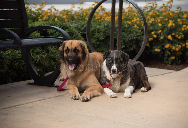 Waiting for their human stock photo. Image of outdoors - 90534220
