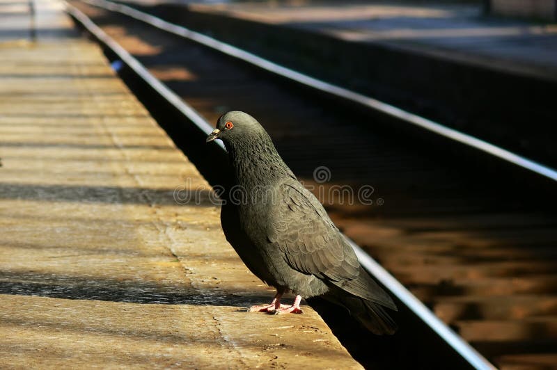 Waiting, waiting.. stock photo. Image of feathers, bird - 4611814