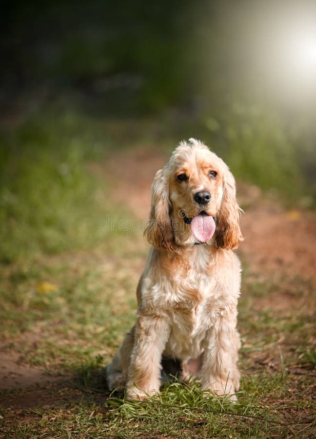 Waiting for Your Command. Full Length Shot of an Adorable Little Cocker ...