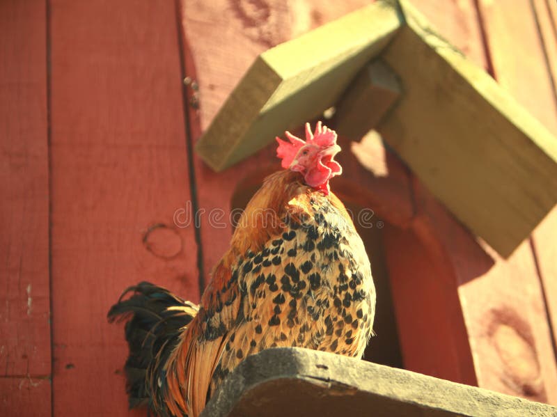 Rooster wake up call stock photo. Image of gallus, poultry - 66266568