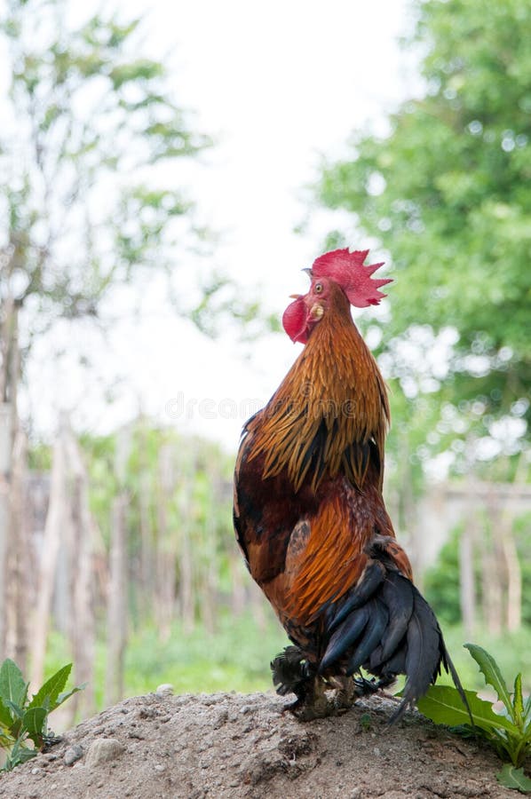 182 Wake Up Chicken Stock Photos - Free & Royalty-Free Stock Photos ...