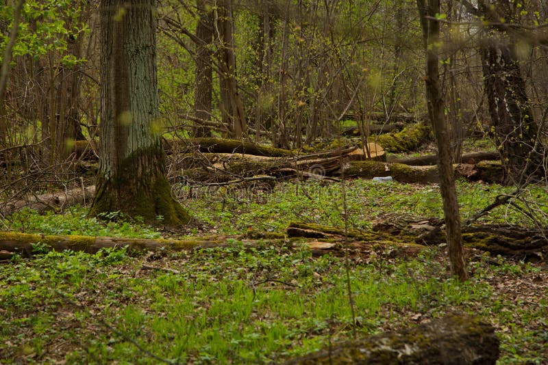 Waking Spring Forest in the Suburbs. Stock Photo - Image of grass ...