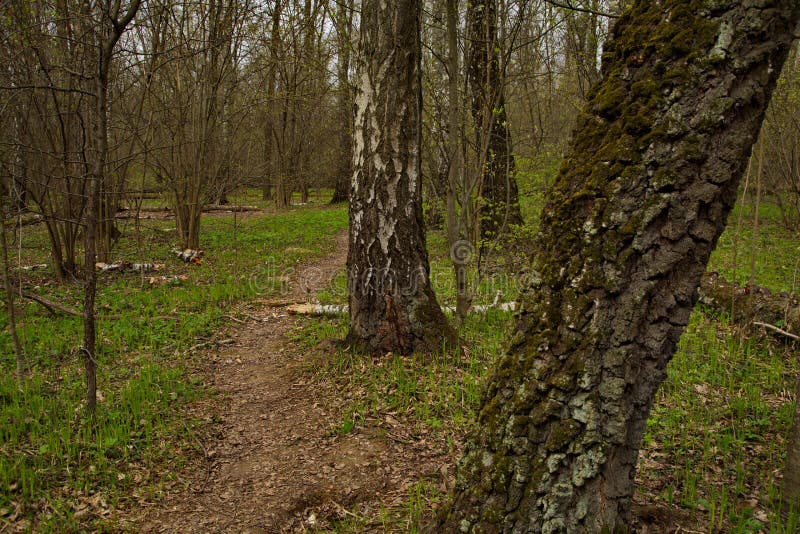 Waking Spring Forest in the Suburbs. Stock Photo - Image of waking ...