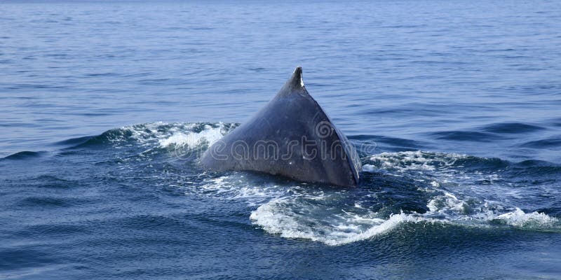 Walbeobachtung in Puerto Vallarta Stockfoto - Bild von bahia, barten ...