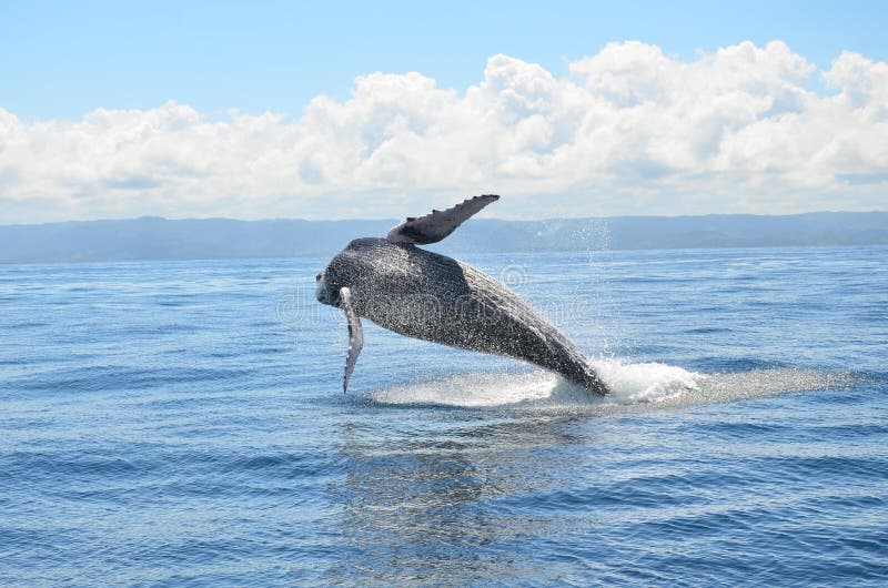 Wal springen stockbild. Bild von spiel, säugetiere, springen - 27725041