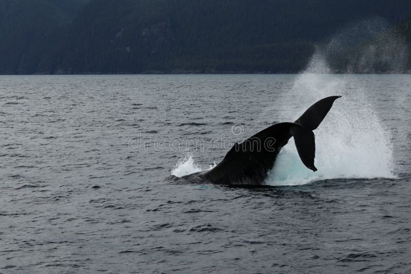 Wal springen stockbild. Bild von sprung, sturzflug, standorte - 28410609
