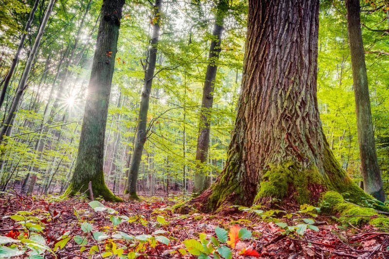 Wald in Europa Ende September Stockfoto - Bild von gras, ruhe: 33935784