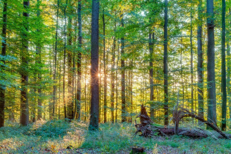 Wald in Europa Ende September. Stockbild - Bild von laub, jahreszeit ...