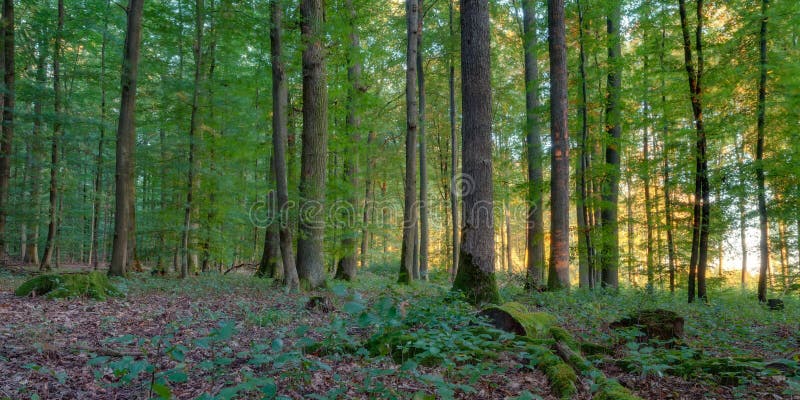 Wald in Europa Ende September. Stockbild - Bild von umgebung, herbst ...
