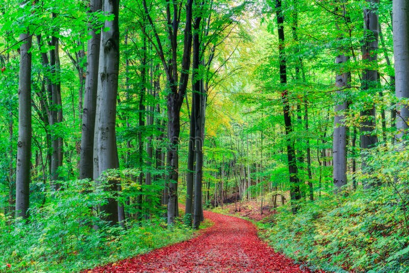 Wald in Europa Ende September. Stockfoto - Bild von wald, fallen: 34020158