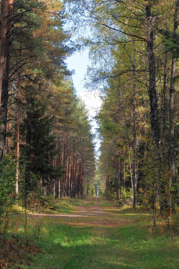 Wald im September stockbild. Bild von betrieb, farbe - 33662217