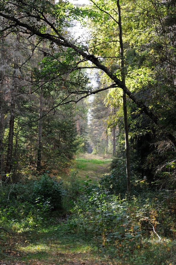Wald im September stockbild. Bild von betrieb, farbe - 33662217