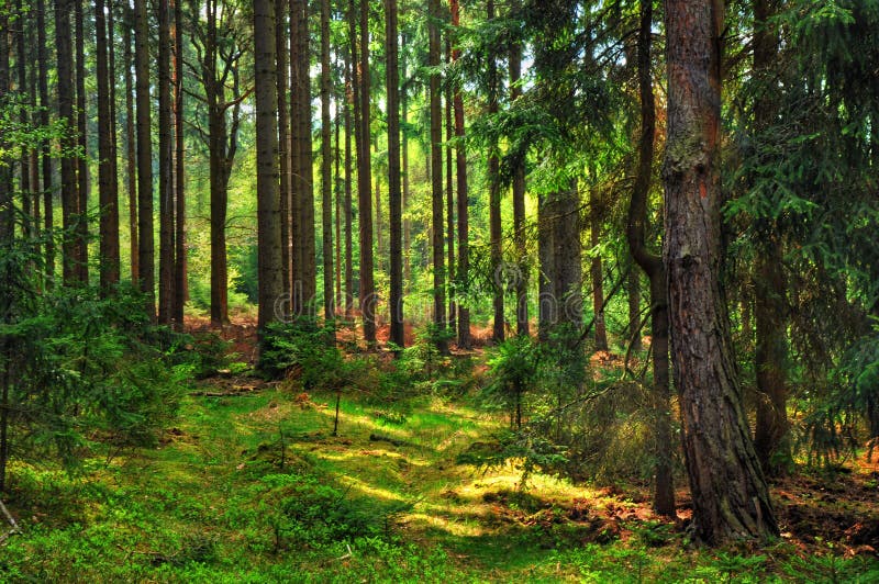Wald In Europa Ende September Stockfoto - Bild von europa, wald: 33936764