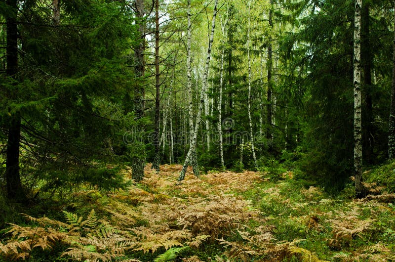 Wald in Schweden stockbild. Bild von landschaft, europa - 29105197