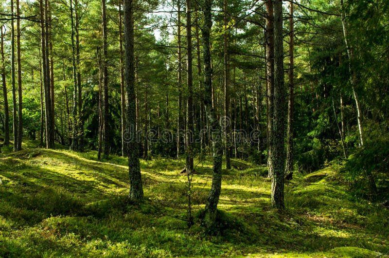 Wald in Schweden stockfoto. Bild von europa, schweden - 29106546