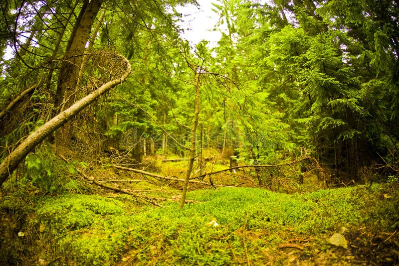 Wald und Moos stockbild. Bild von luft, abenteuer, warm - 5907819