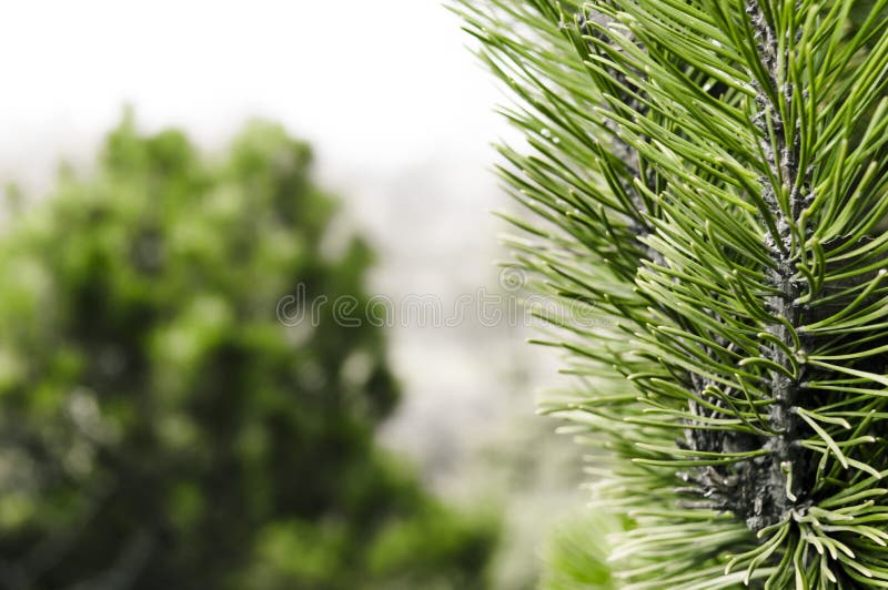 Waldhintergrund Mit Nadelbaum Stockfoto - Bild von dekoration, grün ...