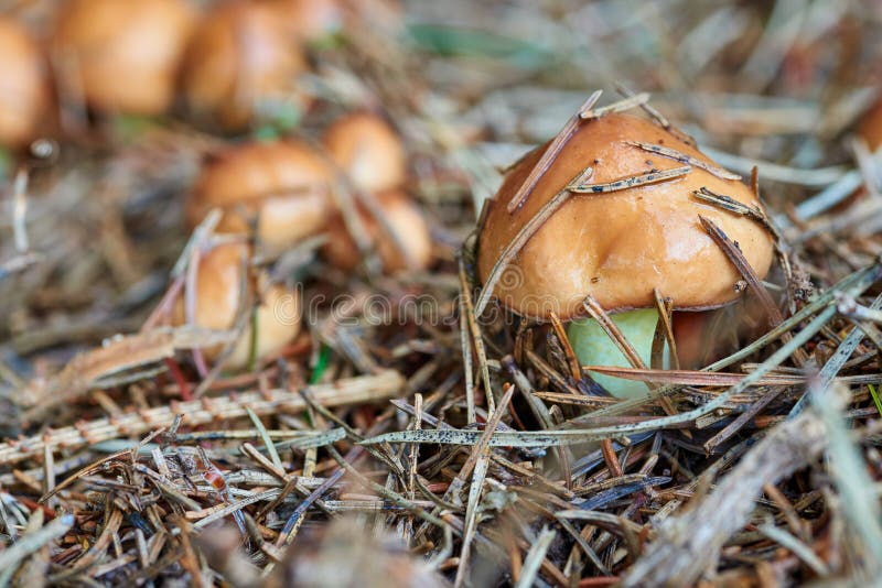 Waldpilze U. X28; Suillus Luteus& X29; Stockfoto - Bild von moos ...
