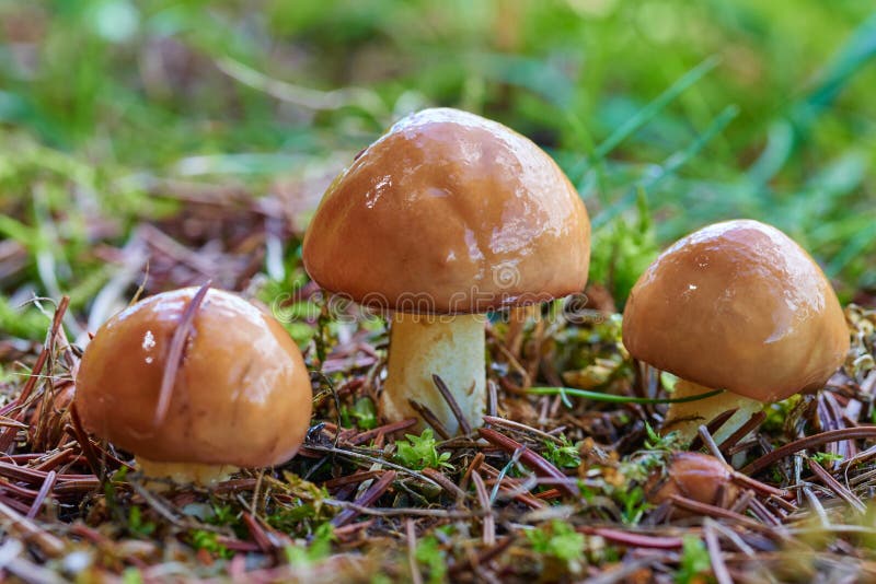 Waldpilze U. X28; Suillus Luteus& X29; Stockfoto - Bild von küche ...