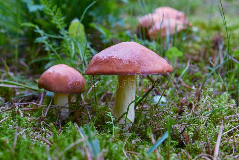 Waldpilze U. X28; Suillus Luteus& X29; Stockbild - Bild von getreide ...