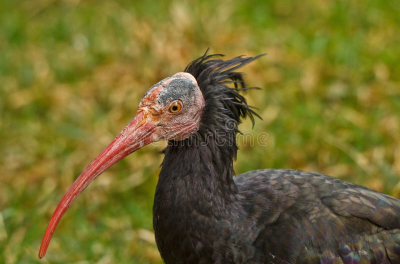 Kaalkop Stock Photos - Free & Royalty-Free Stock Photos from Dreamstime