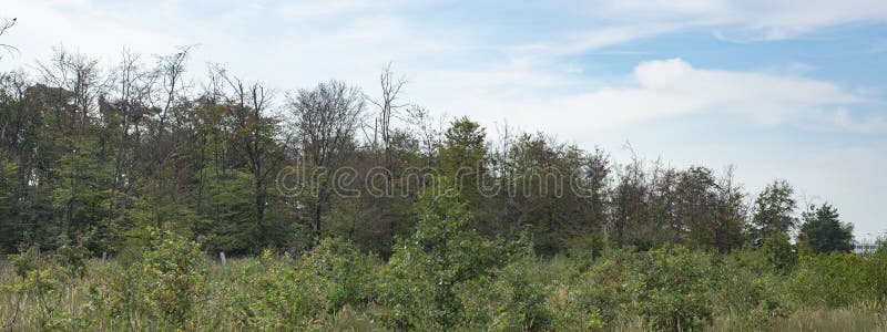 Waldsterben in Germany stock photo. Image of hessen - 196538808