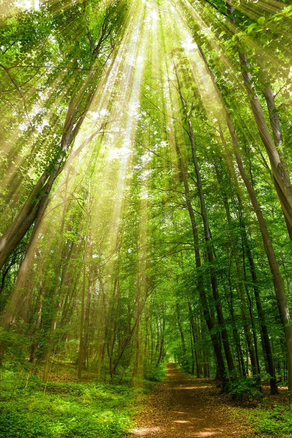 Forest light stock photo. Image of branches, environment - 188998640