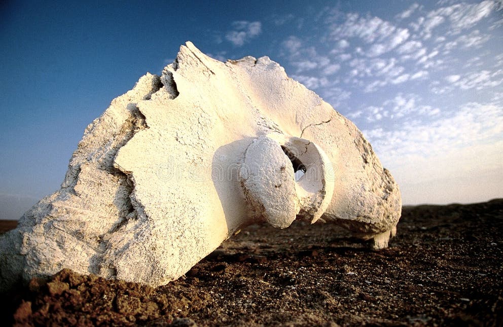 Wale bone stock photo. Image of clouds, marine, white - 2318588