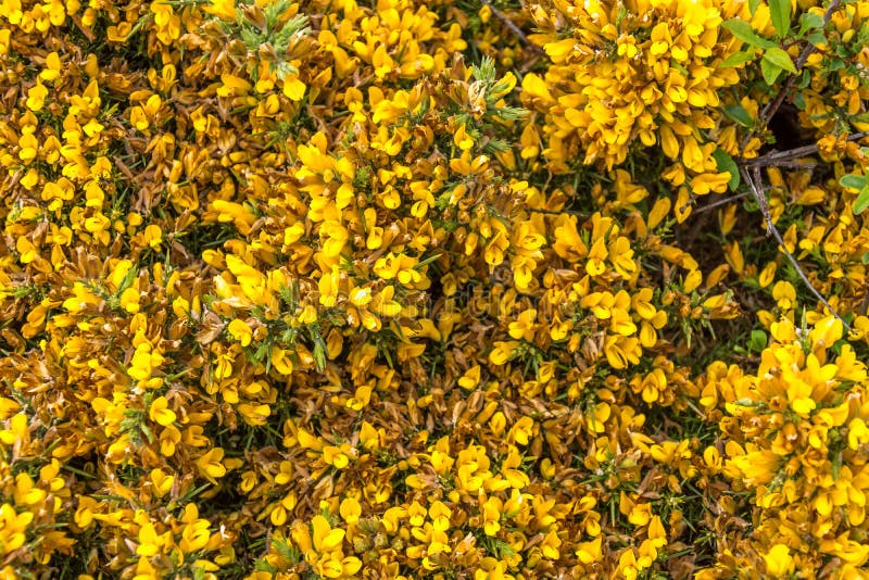 Wales coastal path flora stock image. Image of path, gorse - 93679997