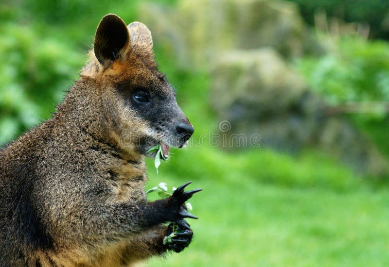 Walibi stock image. Image of mammals, home, farm, wildlife - 39533399