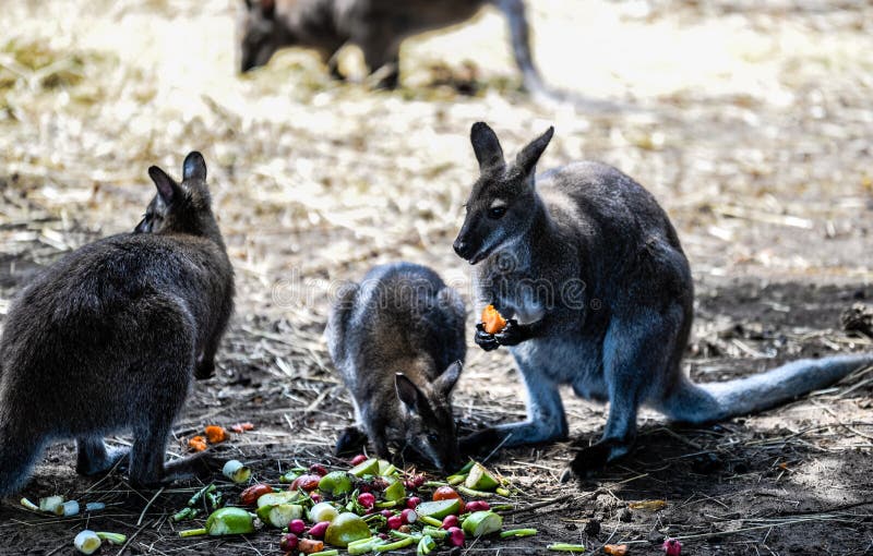 Walibi eating together stock image. Image of nature - 215540447