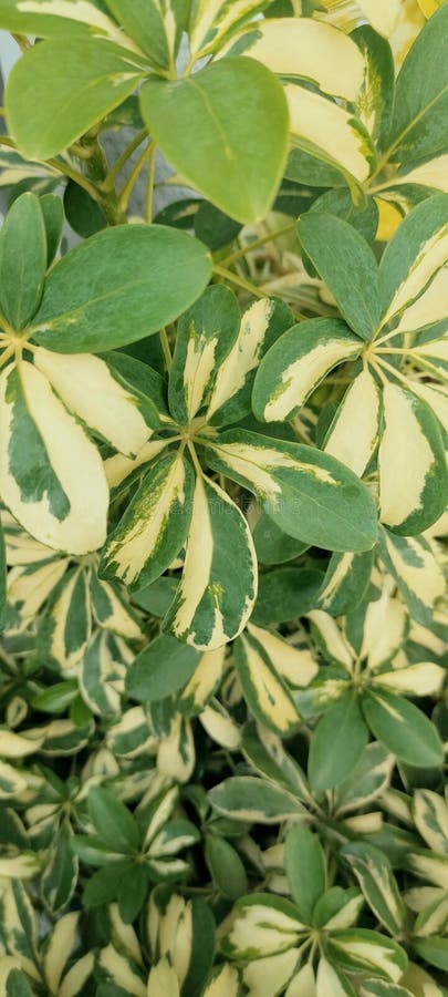 Walisongo Flower that Has Existed since the Time of the Saints Stock ...