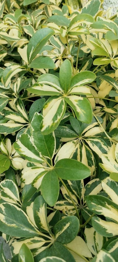 Walisongo Flower that Has Existed since the Time of the Saints Stock ...