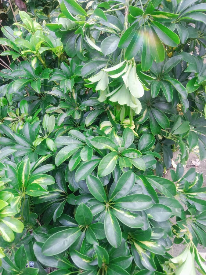 Walisongo Flowers & X28; Umberella Tree Flowers& X29; Shiny Green Leafy ...