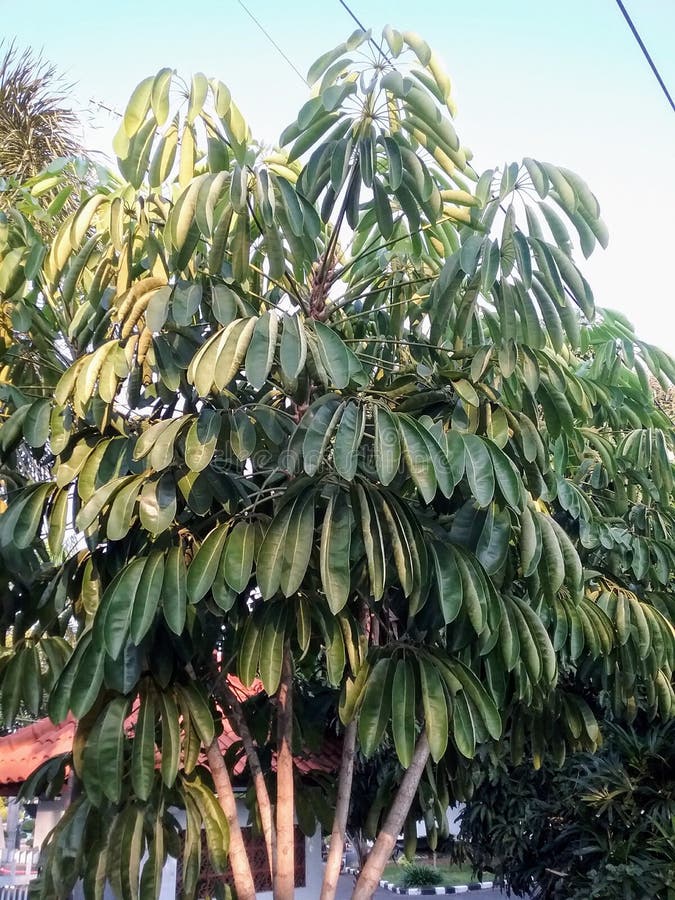 A Walisongo Tree that Grows with Five Branches. Stock Image - Image of ...