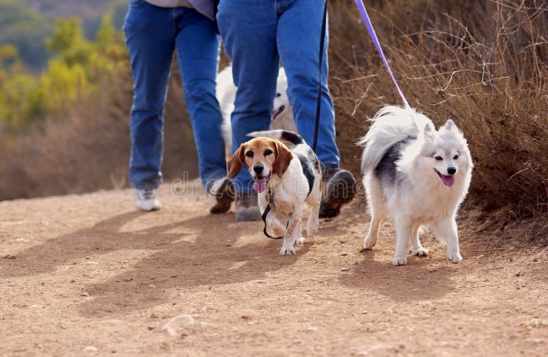 The walk stock image. Image of observing, walking, dogs - 1363519