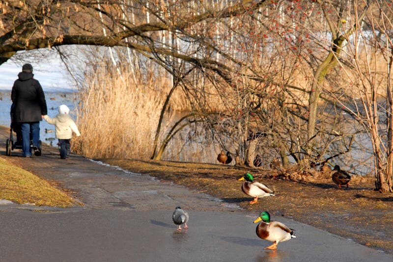 Make Way for Ducklings stock image. Image of walk, winter - 69943