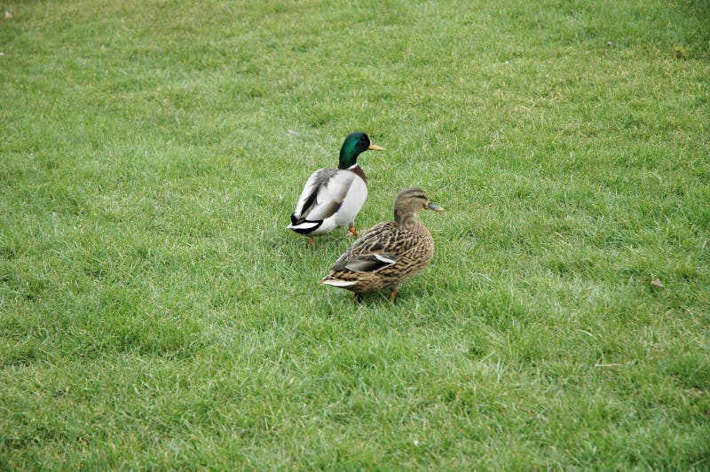 For a walk stock image. Image of ducks, animals, outside - 85291