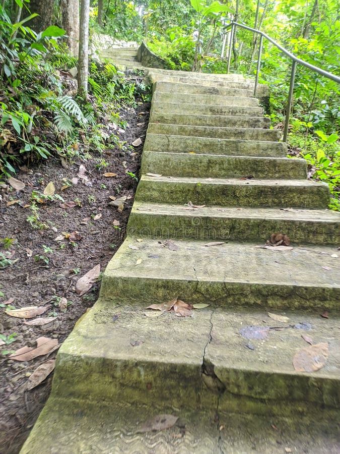 Walk alone in the jungle stock photo. Image of flower - 248820160